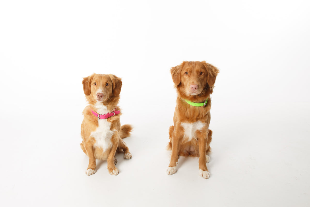 Two Collars + Brass Plates – Coopers Collars